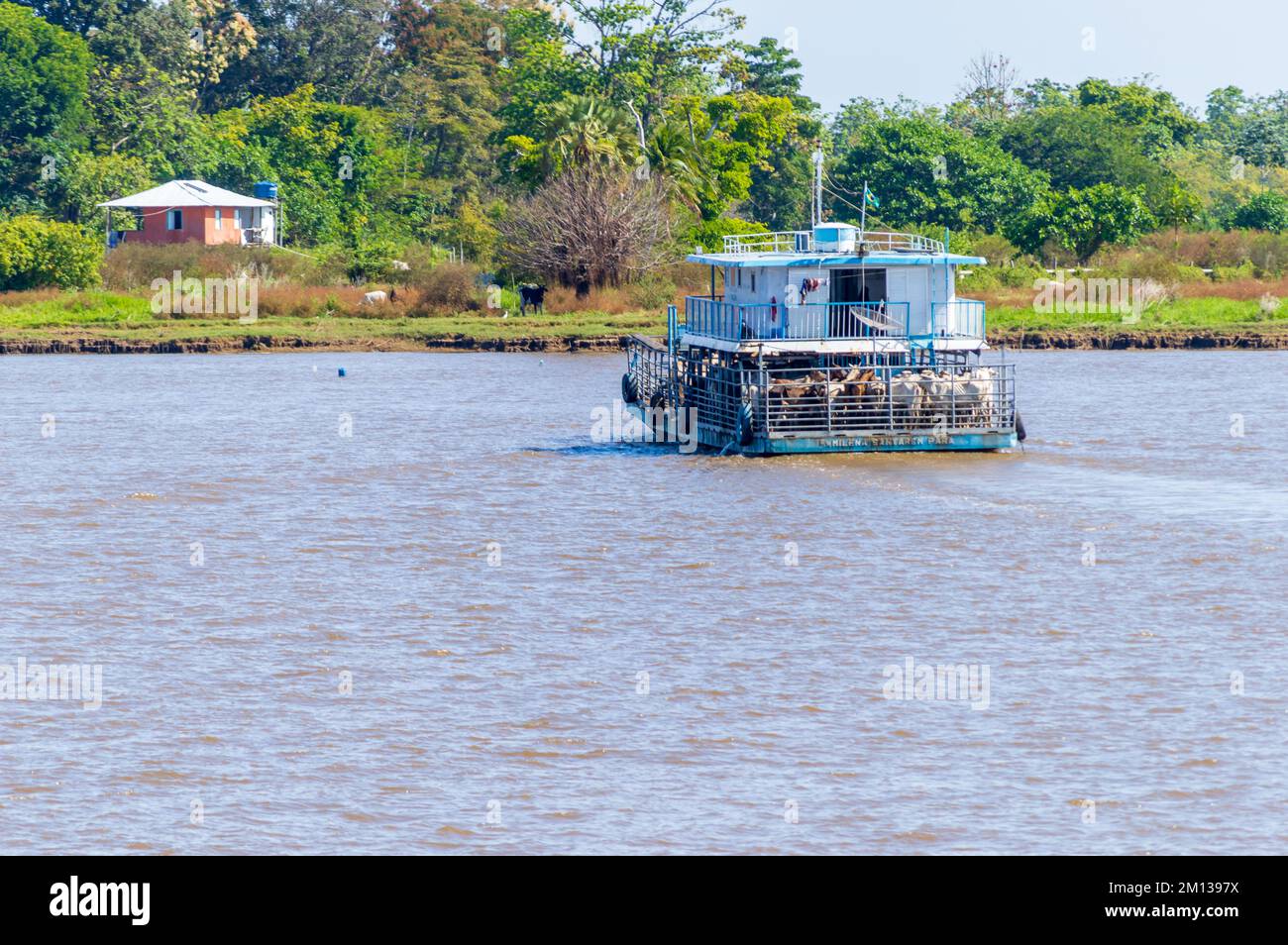 Small animal farm and animal transportation on the river banks of the ...