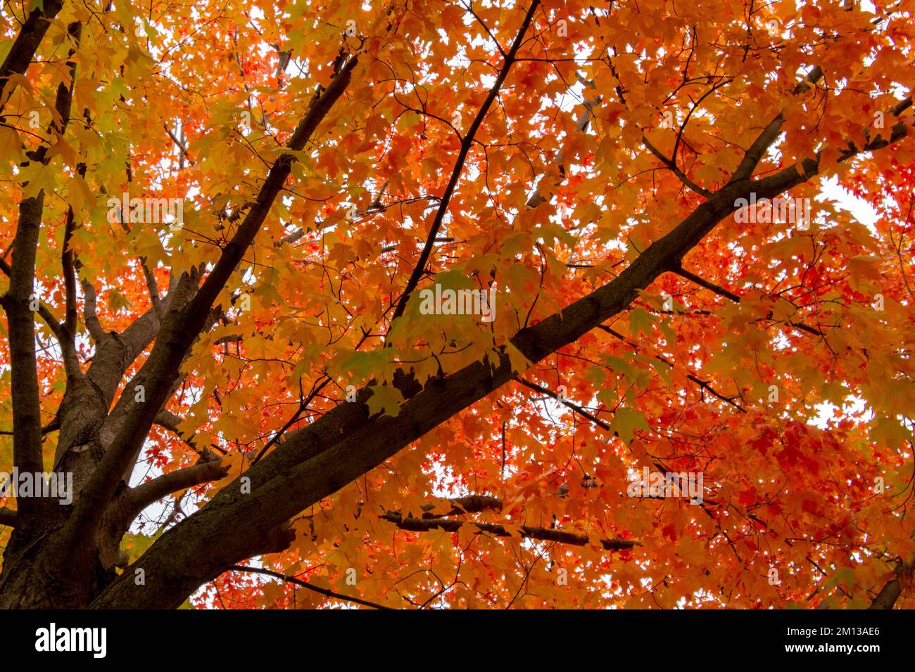 Looking up into maple trees in full fall foliage. Bright sunny October ...