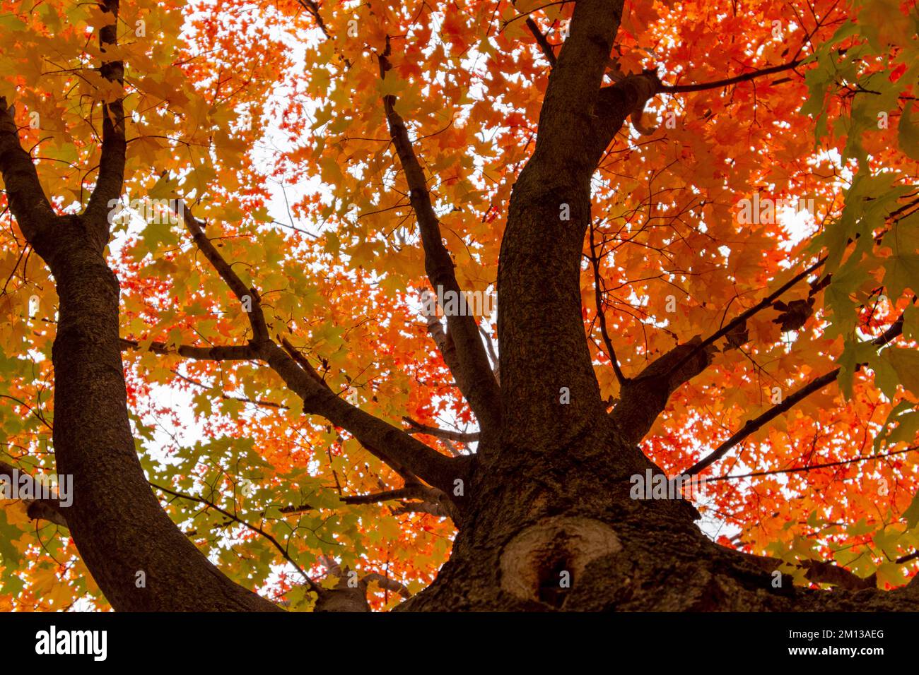 Looking up into maple trees in full fall foliage. Bright sunny October ...