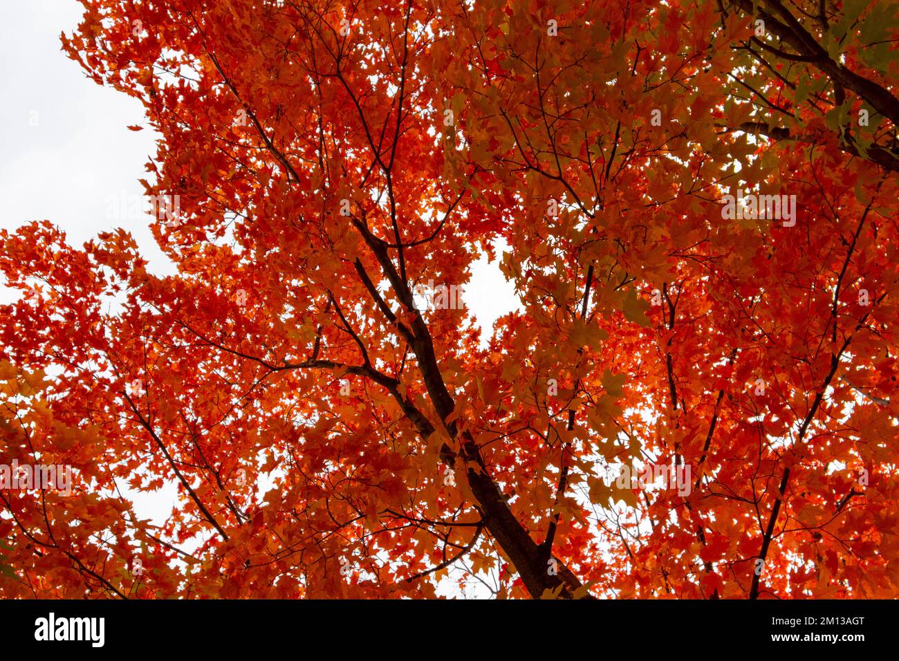 Looking up into maple trees in full fall foliage. Bright sunny October ...