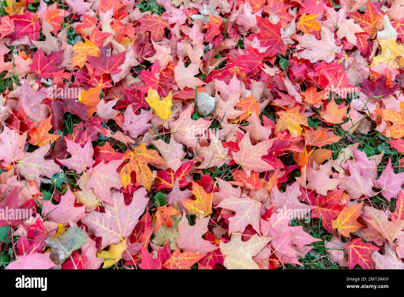 Green lawn is covered with maple leaves in fall Stock Photo - Alamy