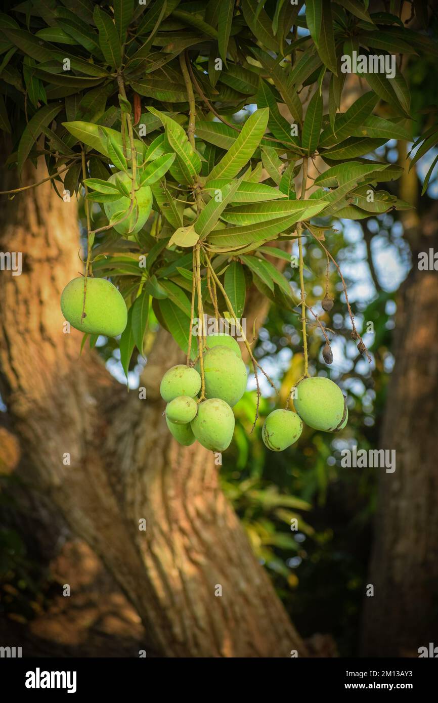 The heap of ripe mango on the branches Stock Photo - Alamy