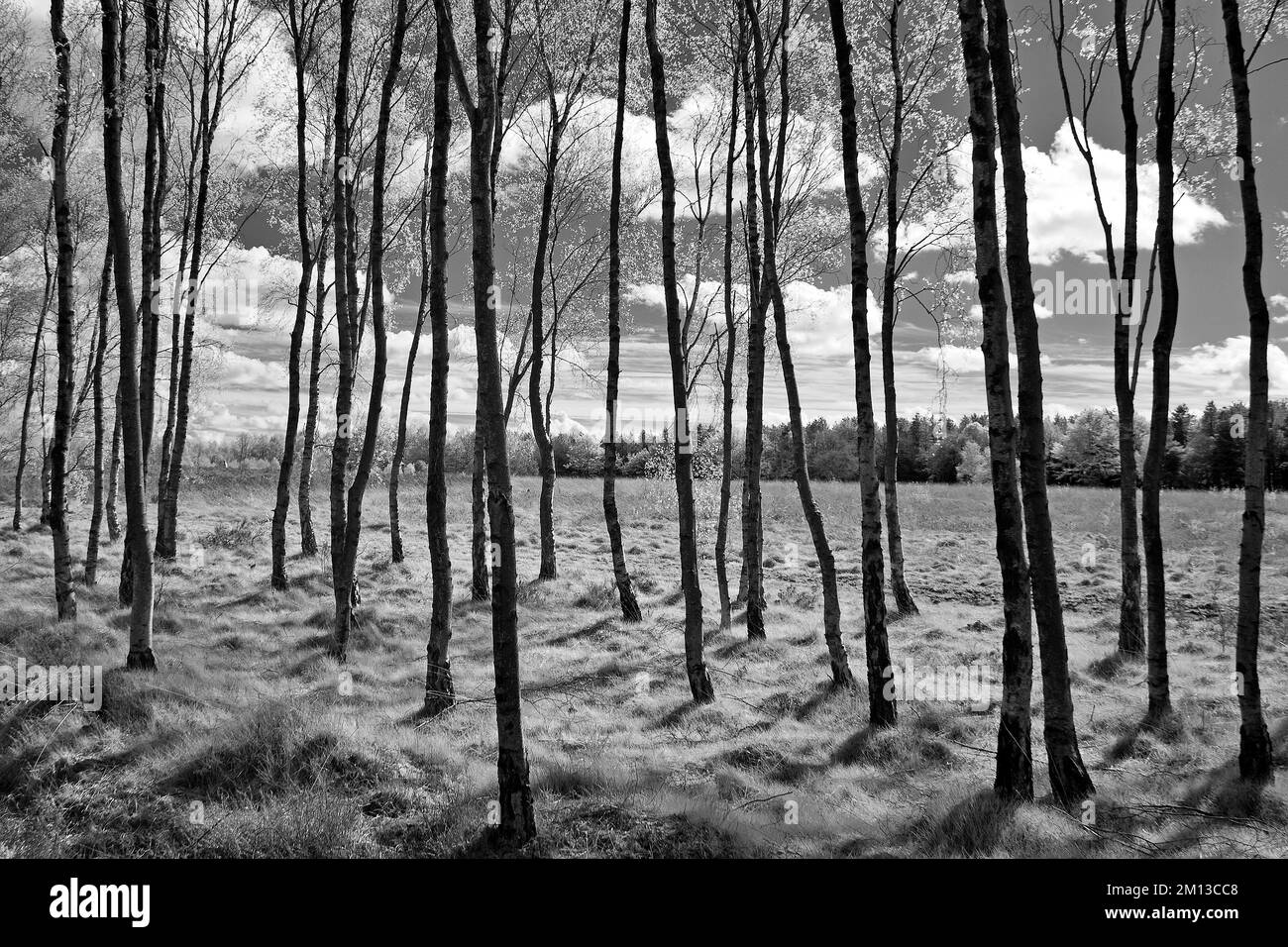 Black and white photograph of Birch tree coppice in Spring on Cannock ...