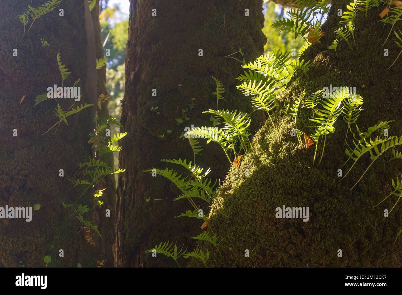 Young fern leaves germinated on a tree trunk Stock Photo - Alamy