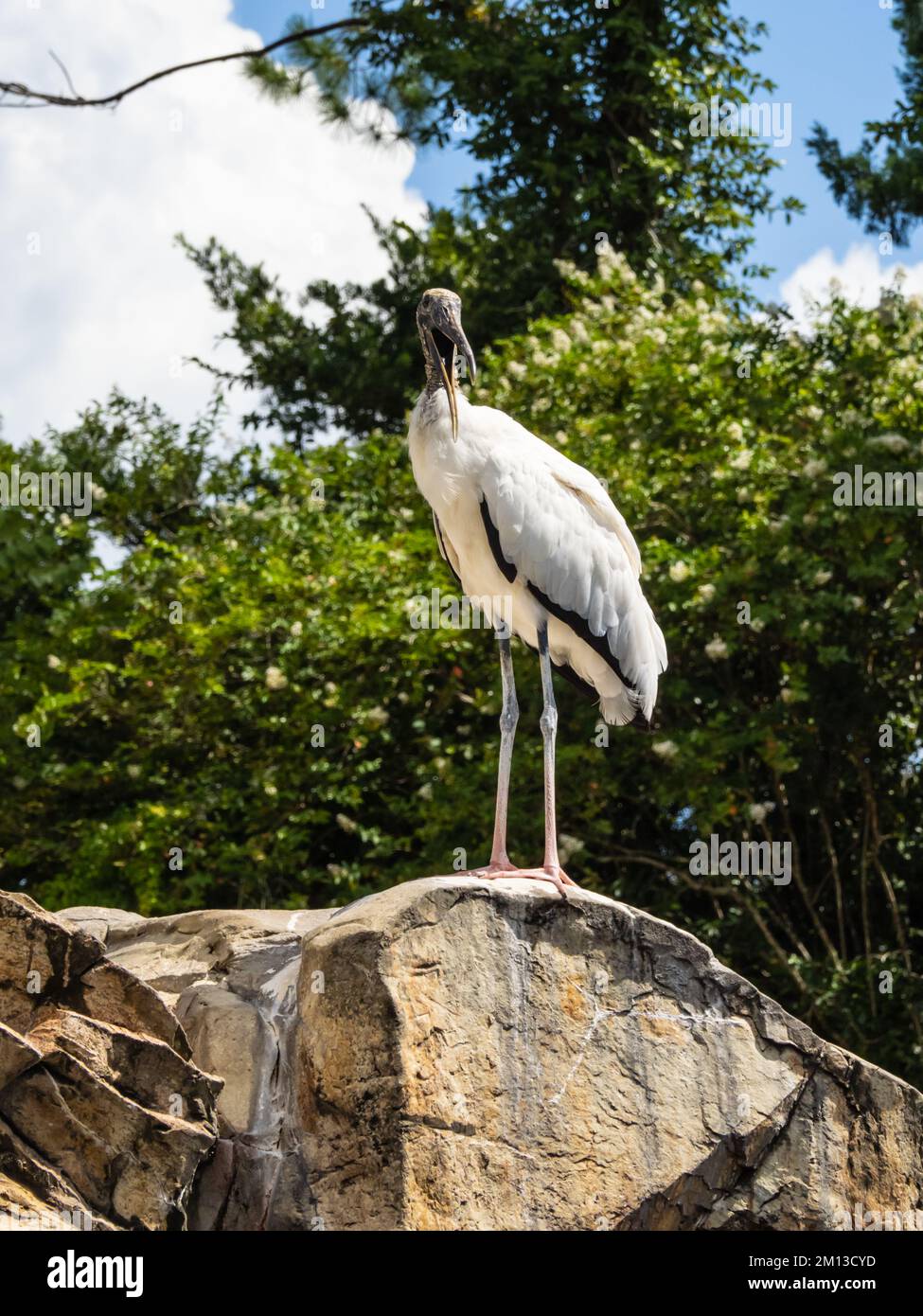 A wood stork, Mycteria americana, standing on a rock Stock Photo - Alamy
