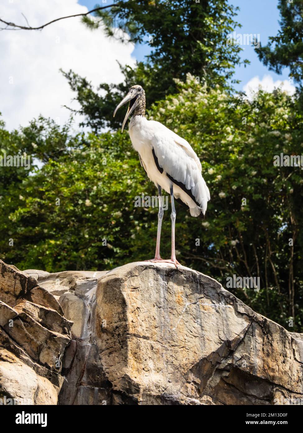 Standing up stork hi-res stock photography and images - Alamy