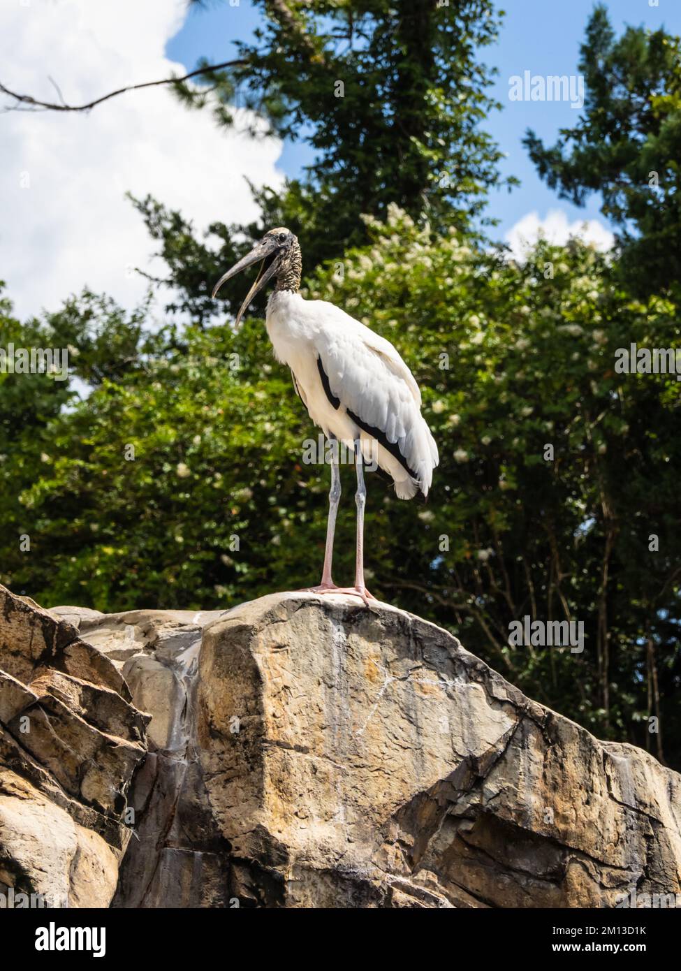 A wood stork, Mycteria americana, standing on a rock Stock Photo - Alamy