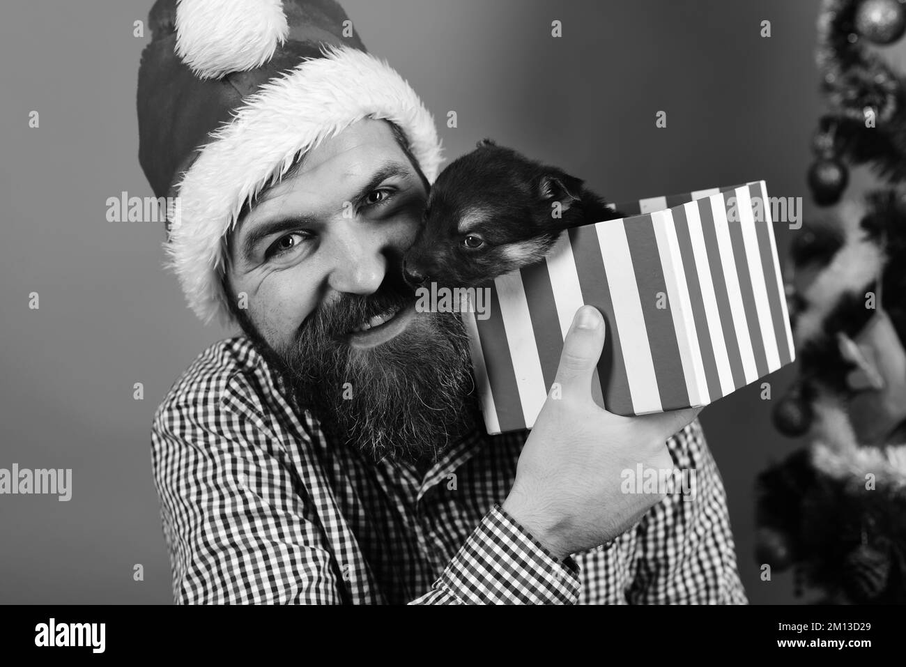Man plays with puppy. Guy with happy face Stock Photo - Alamy