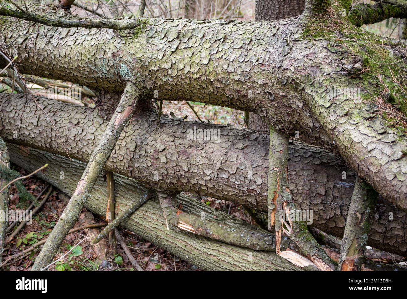Three trees fell on each other after a windfall in the forest Stock ...