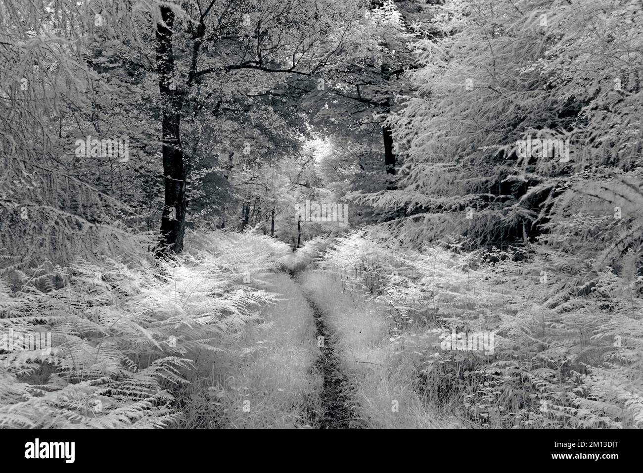 Black and white photograph of lush vegetation on the Cannock Chase AONB ...