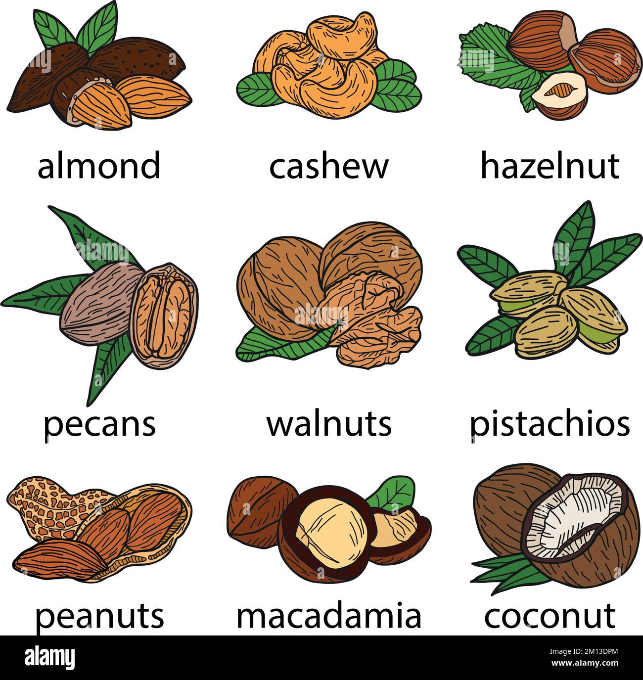 Set of nuts, vector hand-drawn illustration in flat style Stock Vector ...
