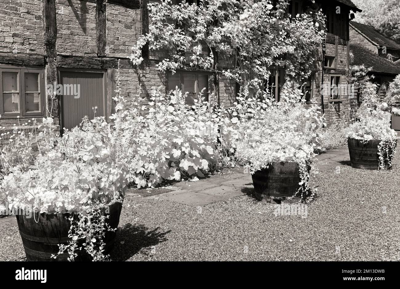 Infrared photograph of a classic English garden, Holyhocks under ...