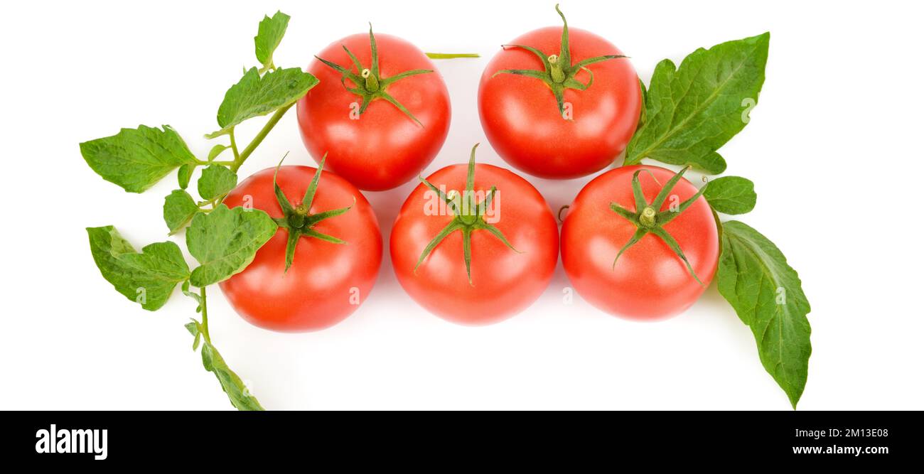 Fresh appetizing tomatoes isolated on white background. Wide photo ...