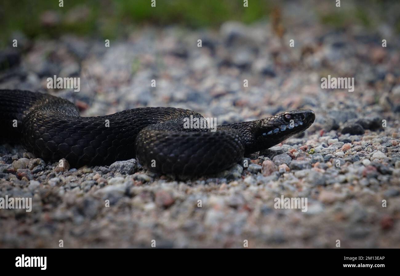 Black snake viper lying on hi-res stock photography and images - Alamy