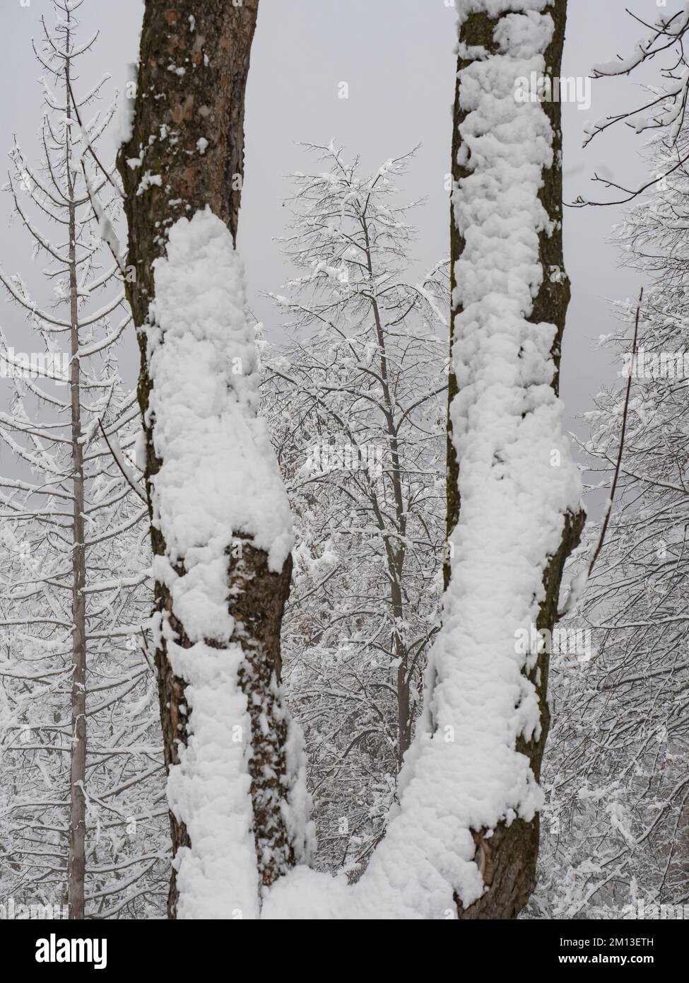 Snowfall in the larch forest hi-res stock photography and images - Alamy