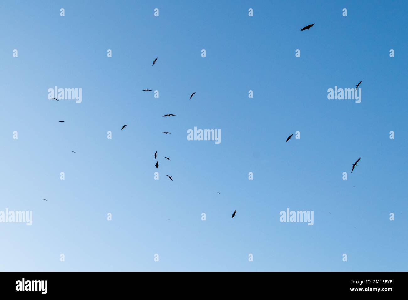 Group of black birds flying above the sea Stock Photo - Alamy