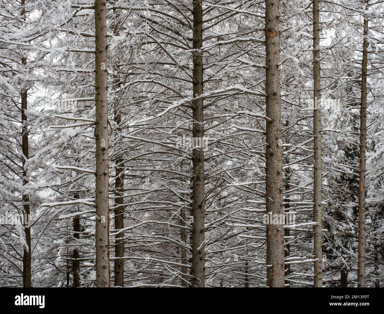 Snowfall in the larch forest hi-res stock photography and images - Alamy