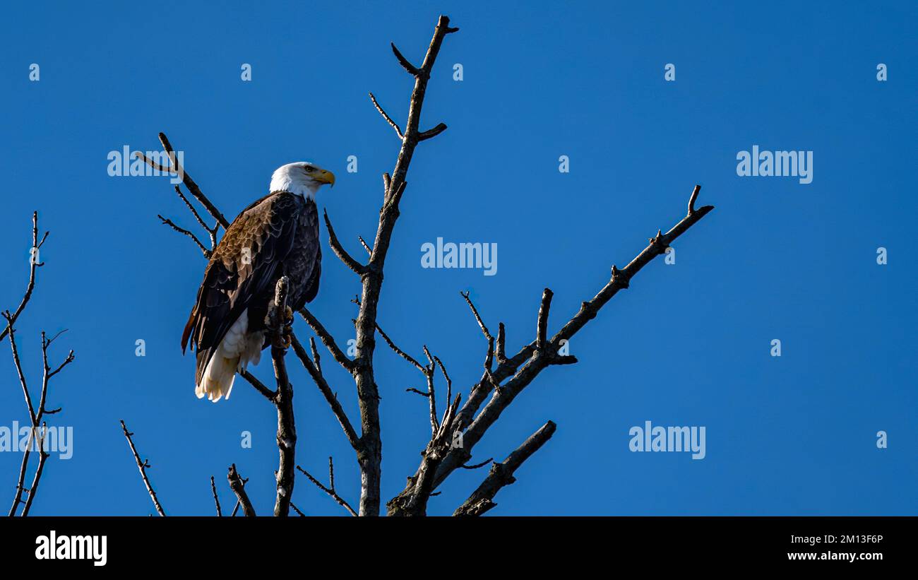 A bald eagle (Haliaeetus leucocephalus) sitting on a tree branch isolated on a blue sky Stock ...