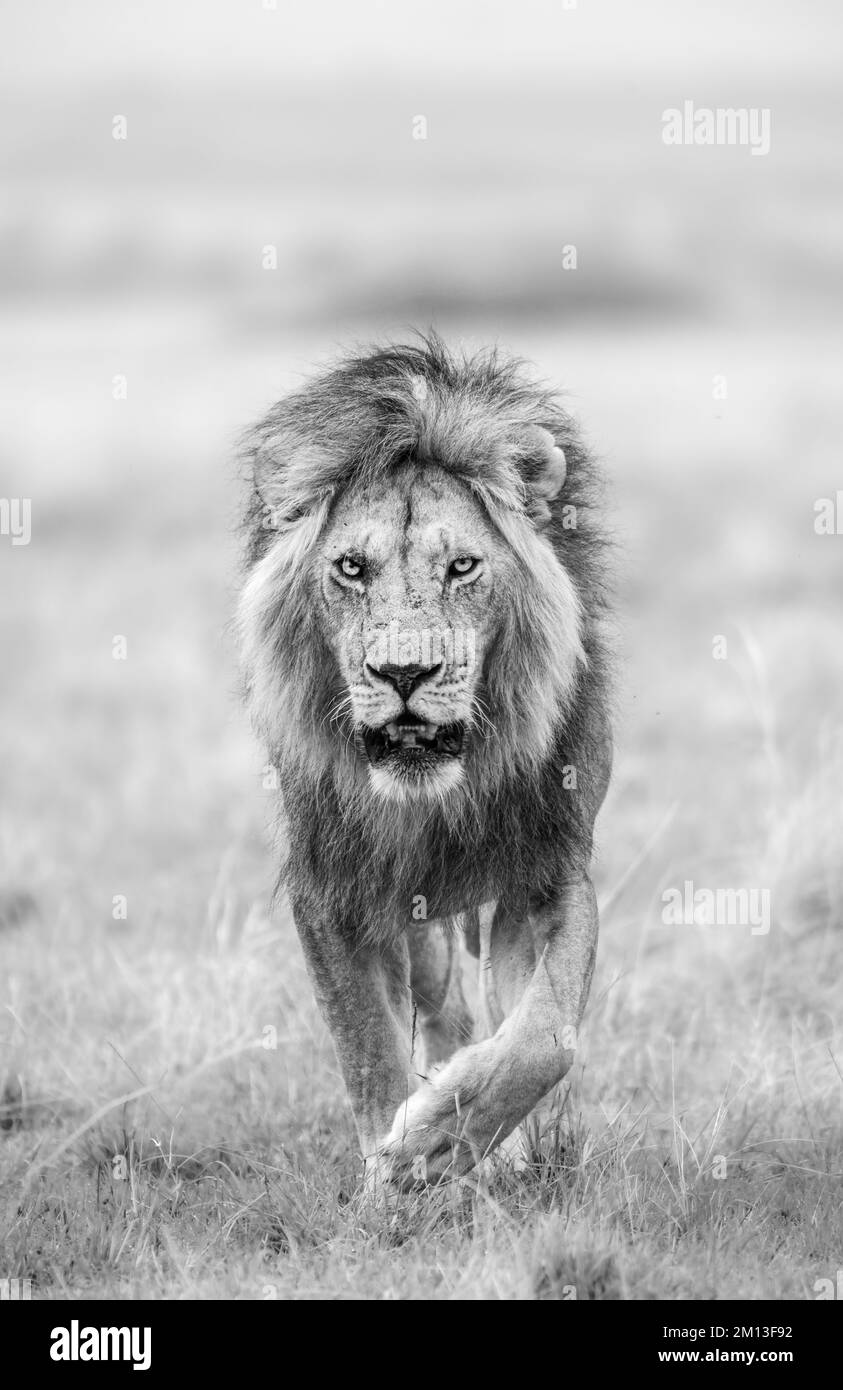 Greyscale lion hi-res stock photography and images - Alamy