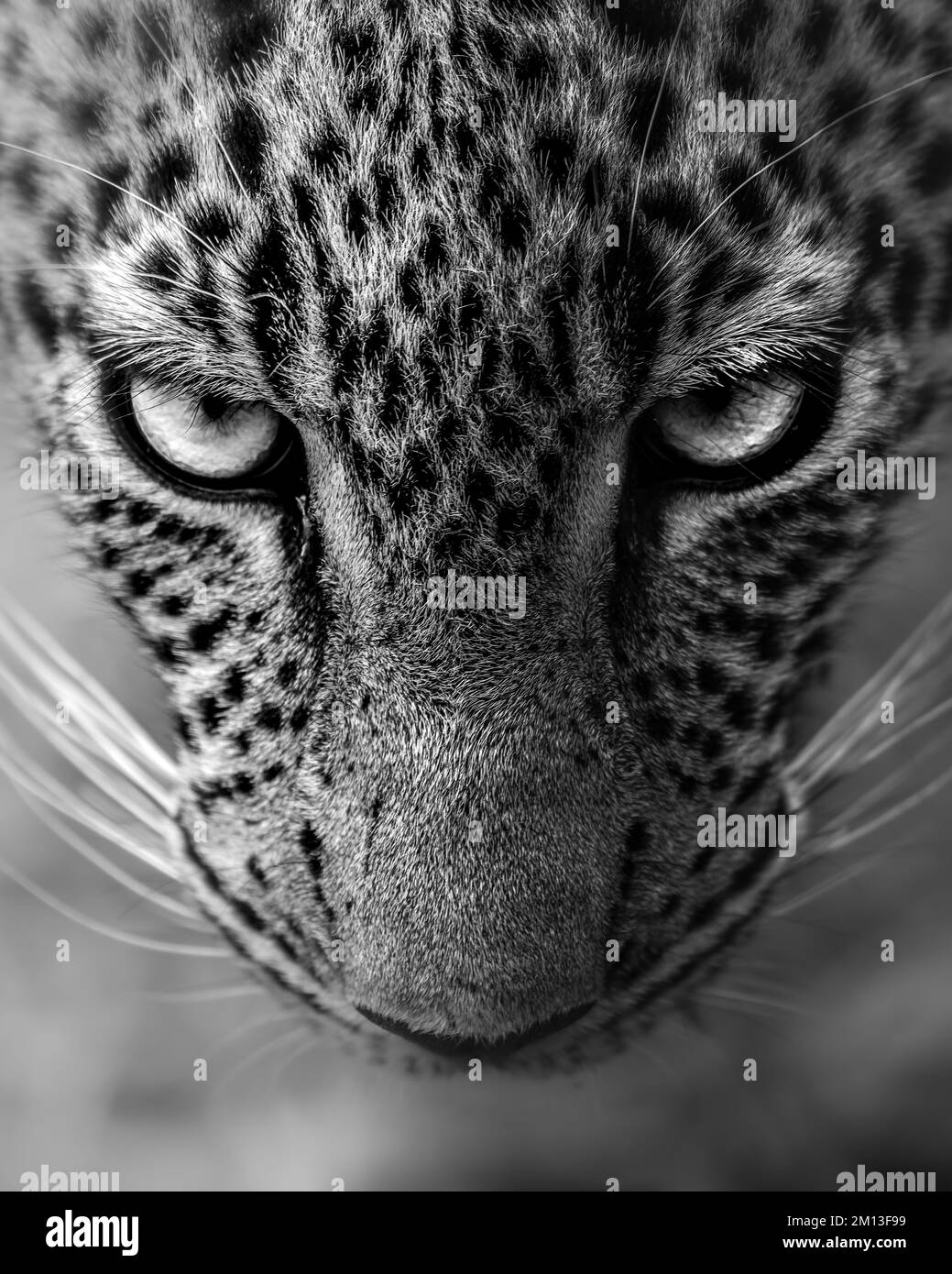 A vertical closeup shot of a Sri Lankan leopard in a greyscale looking ...