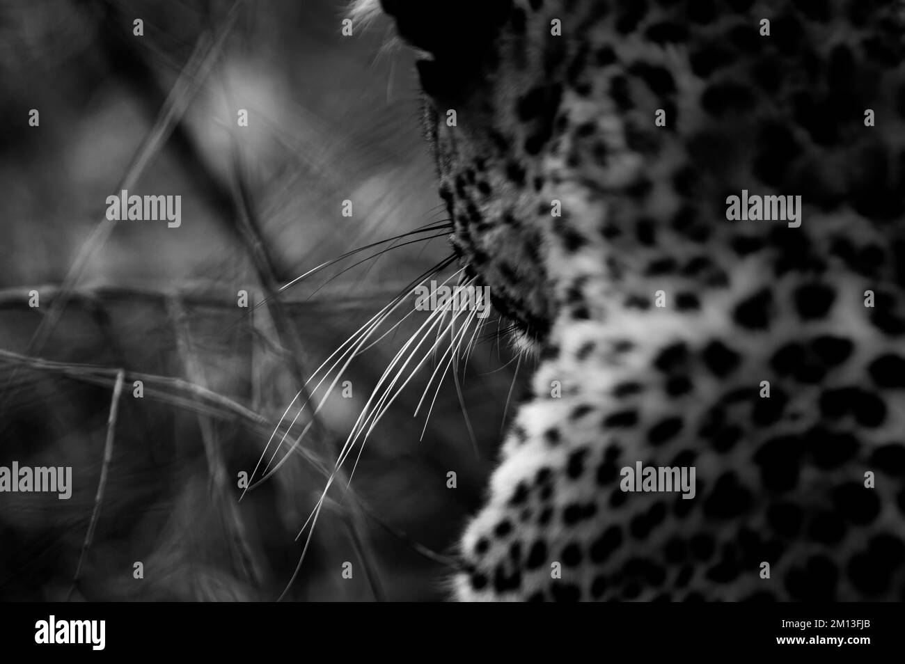 A closeup greyscale of a Sri Lankan leopard silhouette turned back to ...