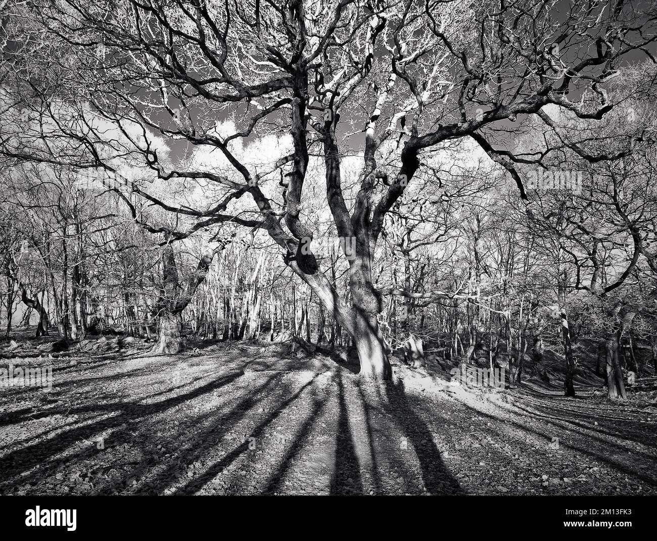 Black and white photograph ancient oak tree on Cannock Chase AONB Area ...