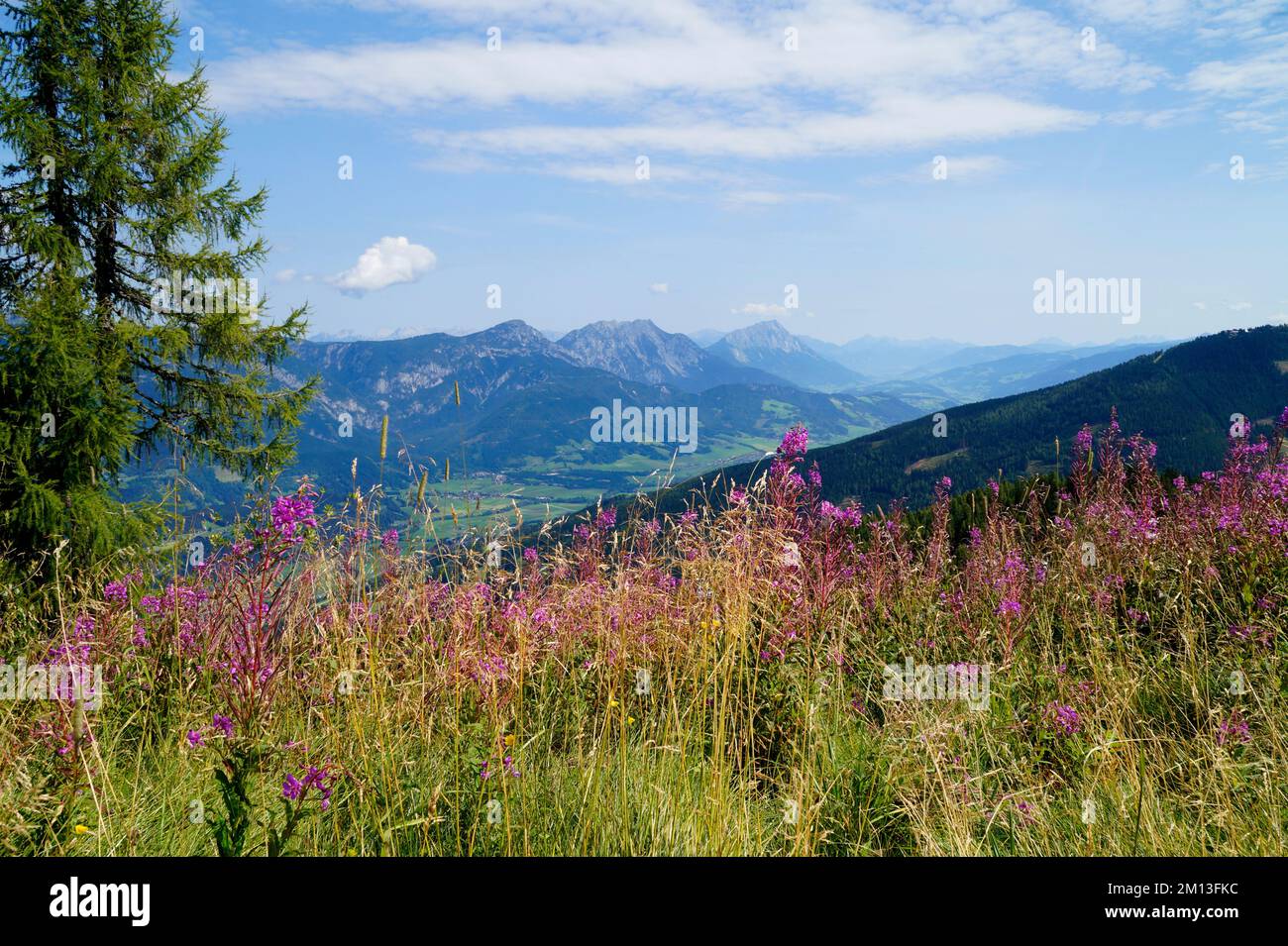 a hiking trail overlooking the alpine landscape with lush alpine ...