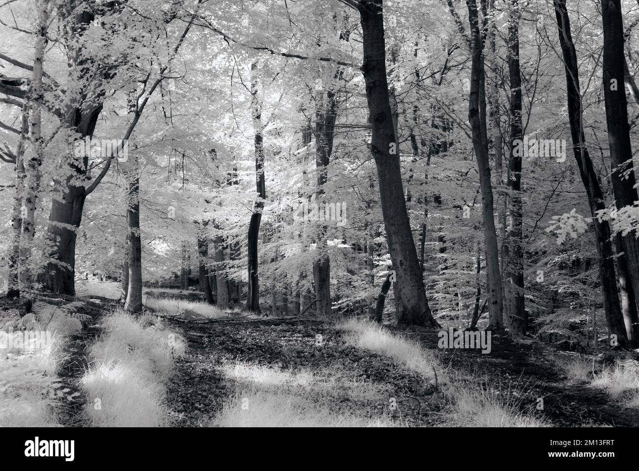 Black and white photograph of woodland footpath through the Beech trees ...