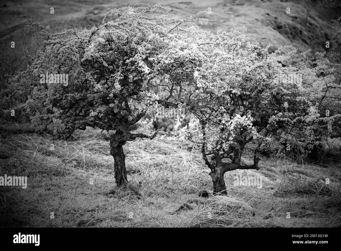 Monotone photograph of May blossom trees on Cannock Chase AONB Area of ...