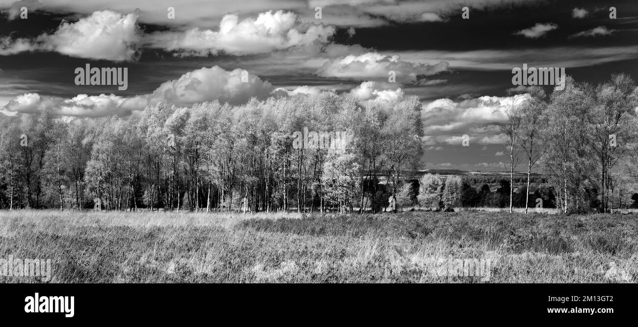 Black and white photograph of clouds above Birch tree copse in Spring ...