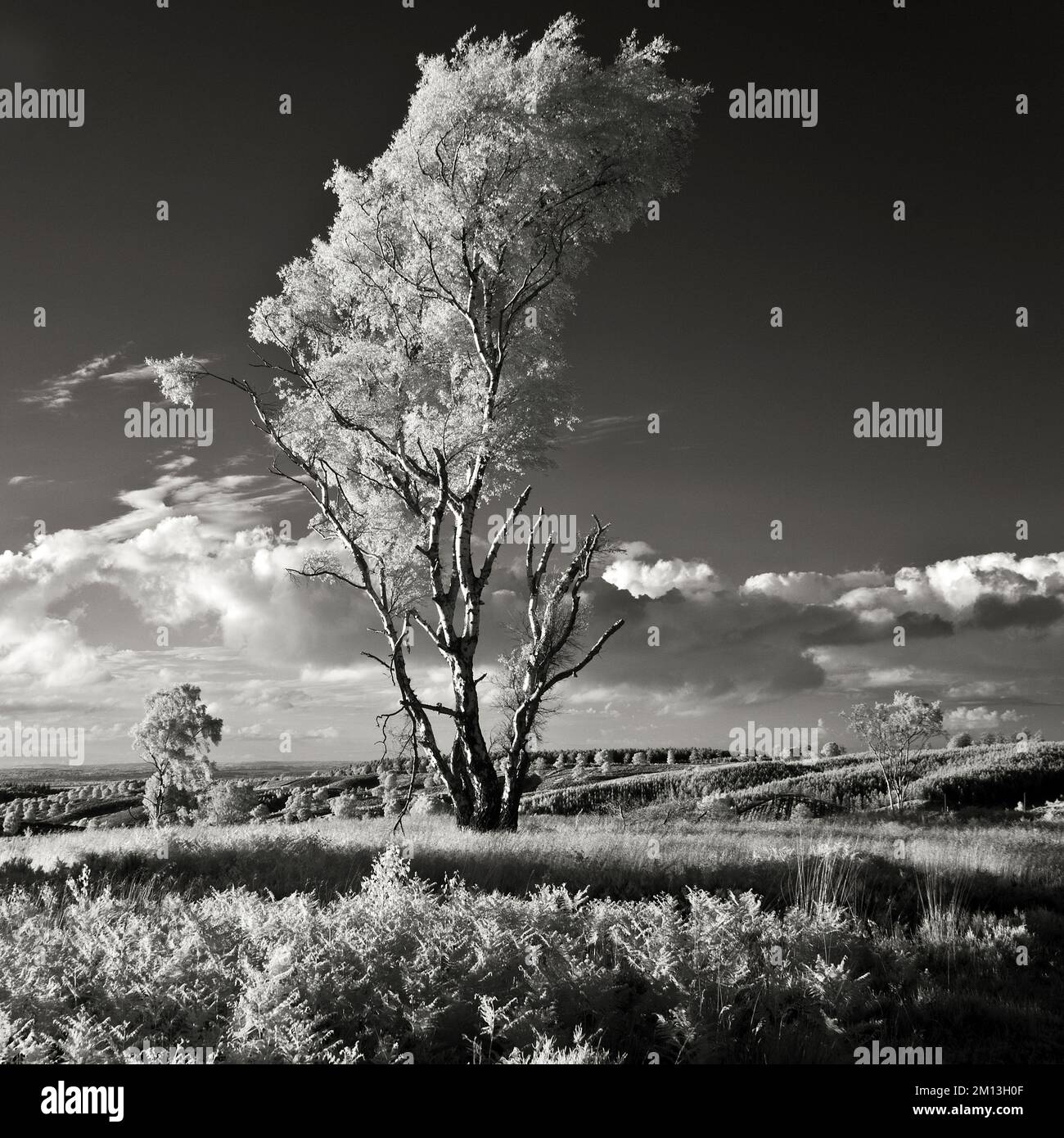 Black and white photograph of old Birch tree bathed in evening light on ...