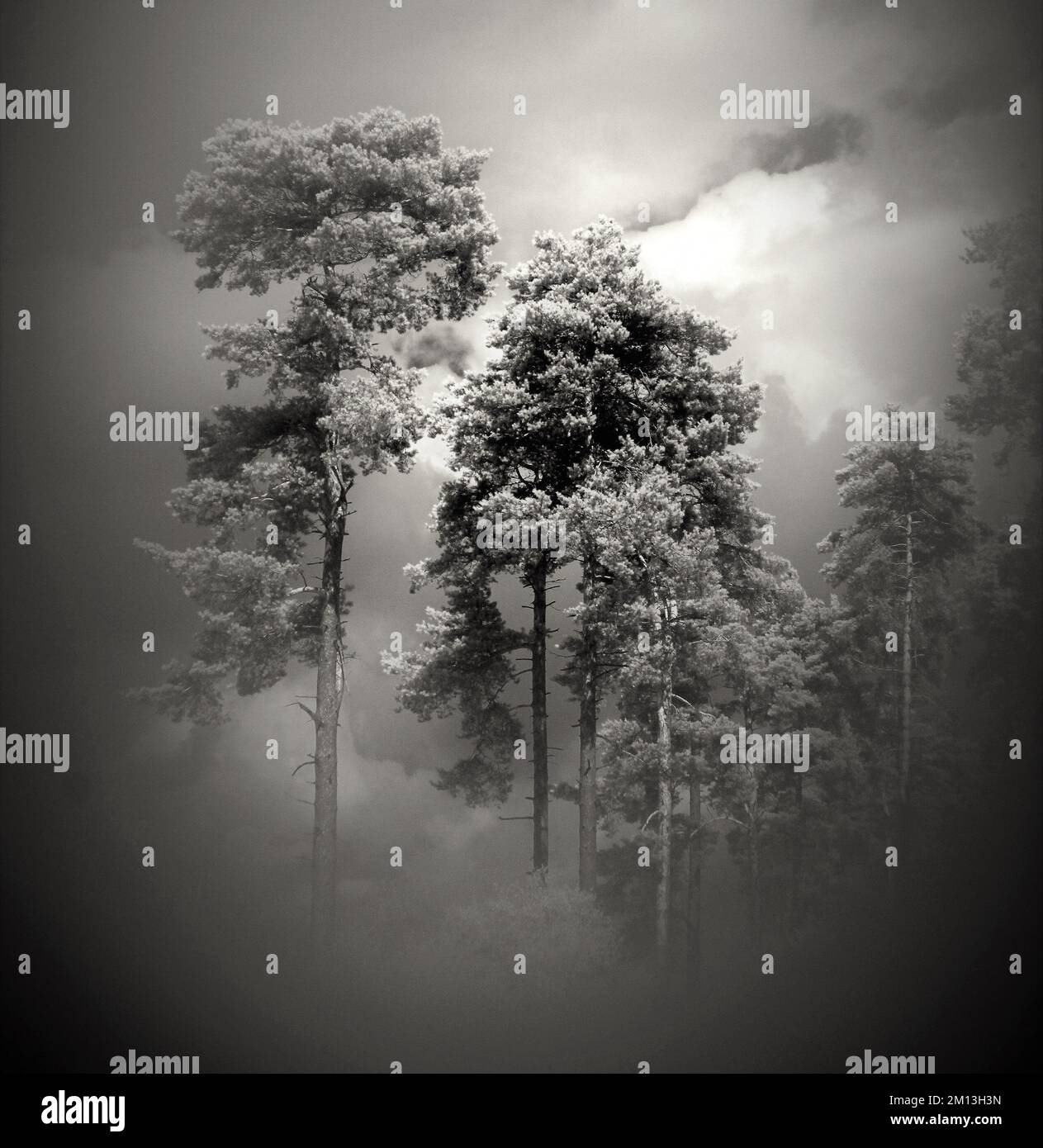 Infrared Photograph of Cannock Chase woodlands and forests in a Area of ...