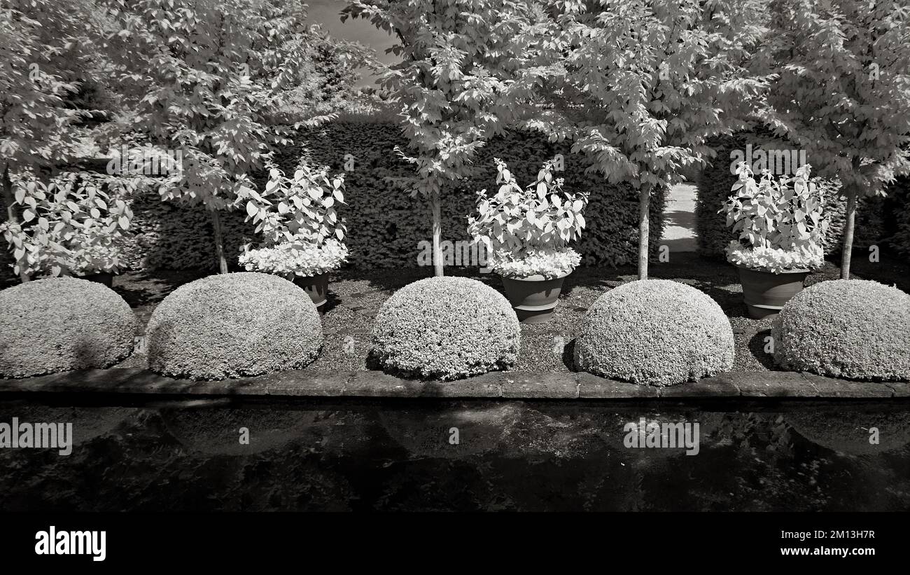 Infrared photograph of a classic English garden, Box puddings, mature ...