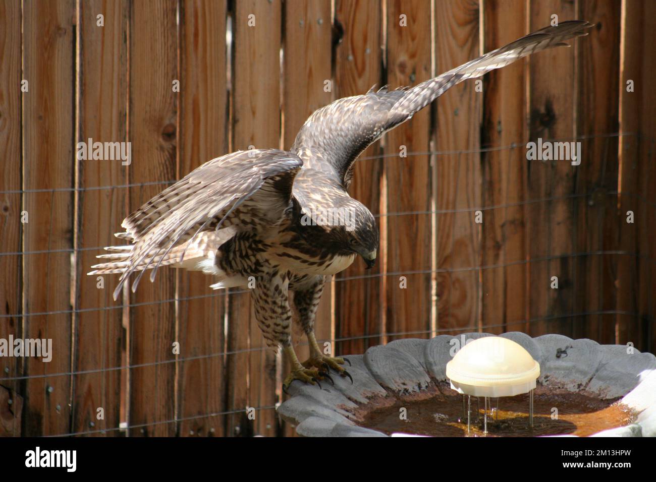 A red-tailed hawk outside of Denver, Colorado Stock Photo - Alamy