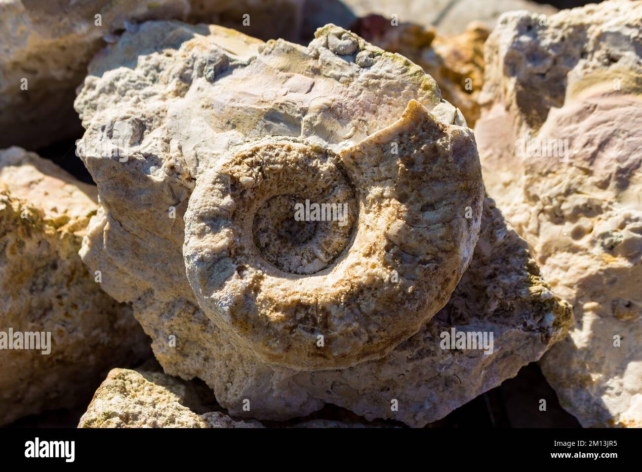 The shell of the fossil nautiloidea is the lower section of the ...