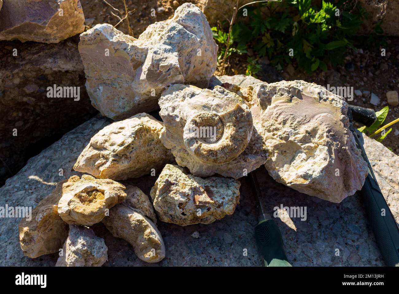 Palentological finds at a limestone quarry - the lower section of the ...