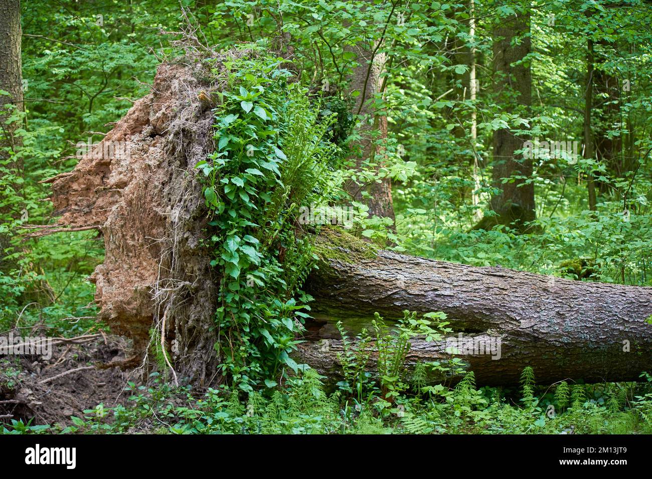 Fallen big spruce after a windblow. The roots of the tree are exactly ...