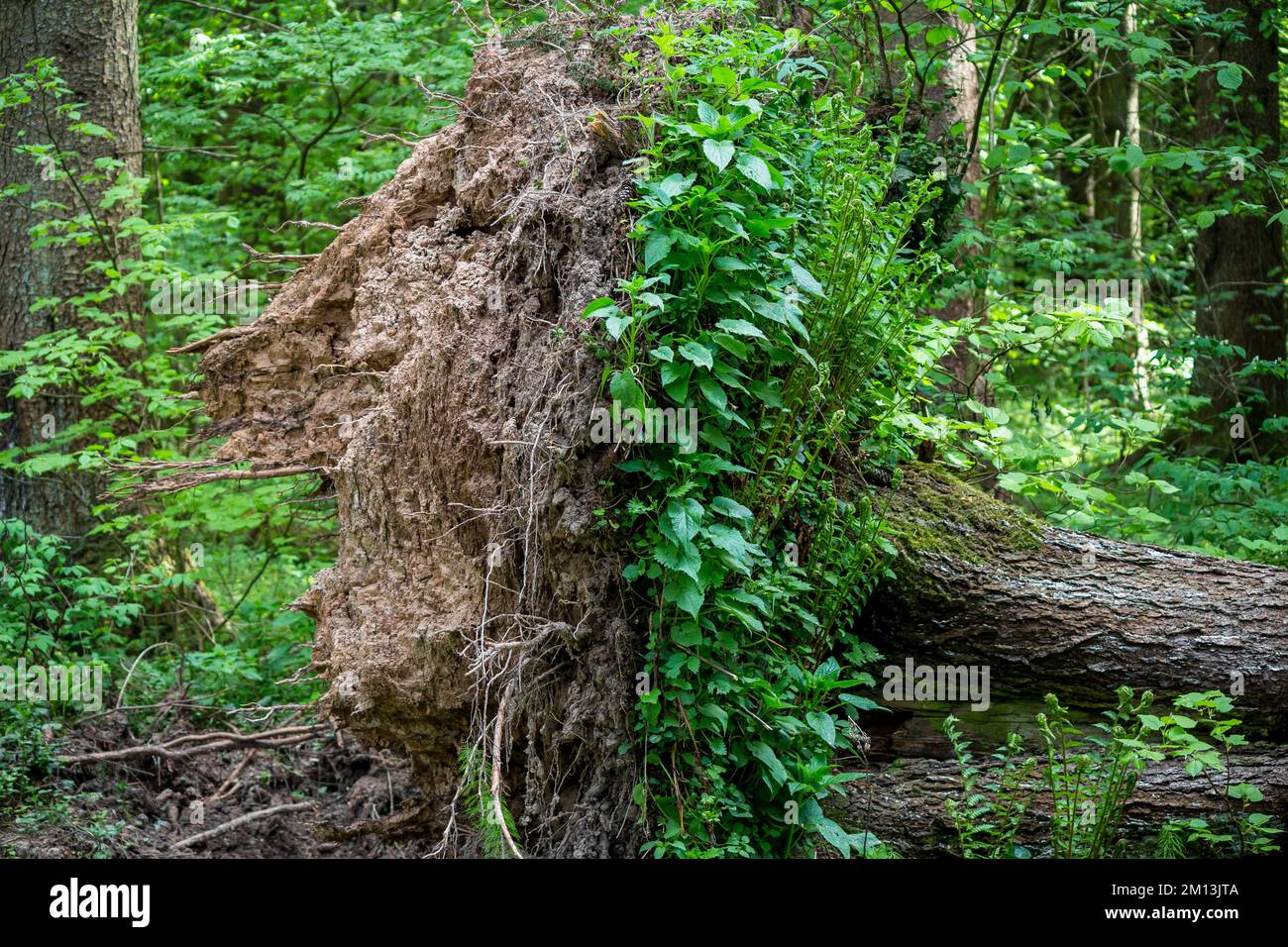 Soil covered with wild grass hi-res stock photography and images - Alamy