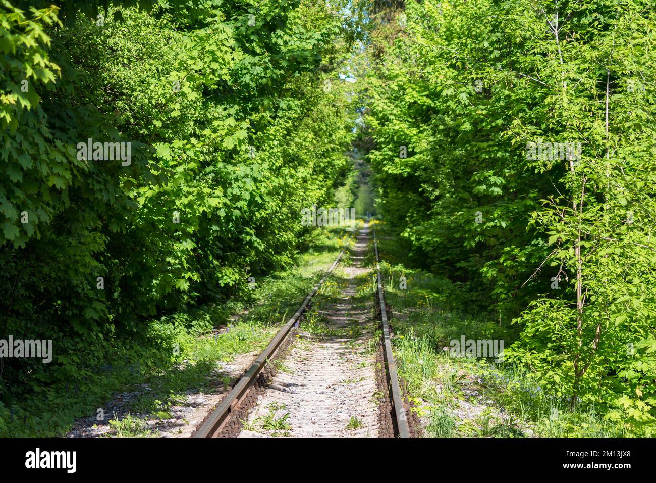 Railroad tracks passing through beautiful thickets in a forest area ...