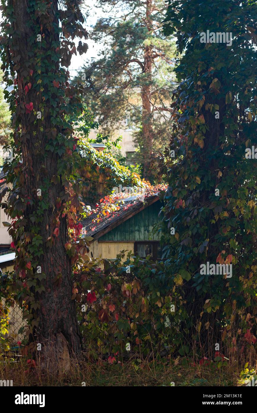 Cozy rural house overgrown with colorful Virginia creeper leaves ...