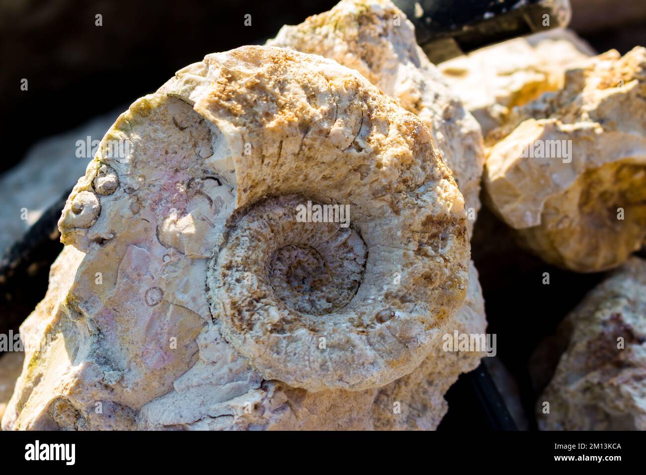 The shell of the fossil nautiloidea is the lower section of the ...