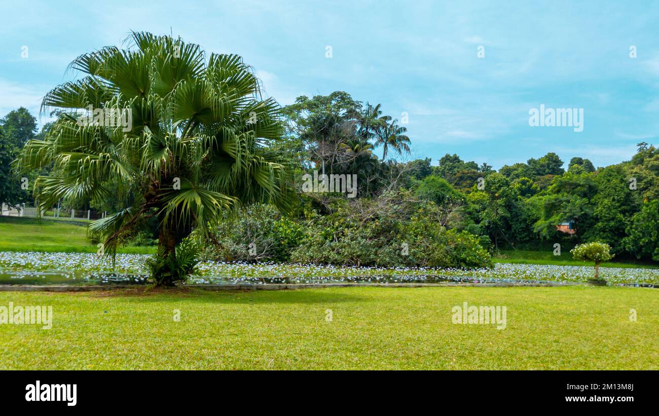 beautiful natural lanscape scenery, lake with wooden bridge, nature ...