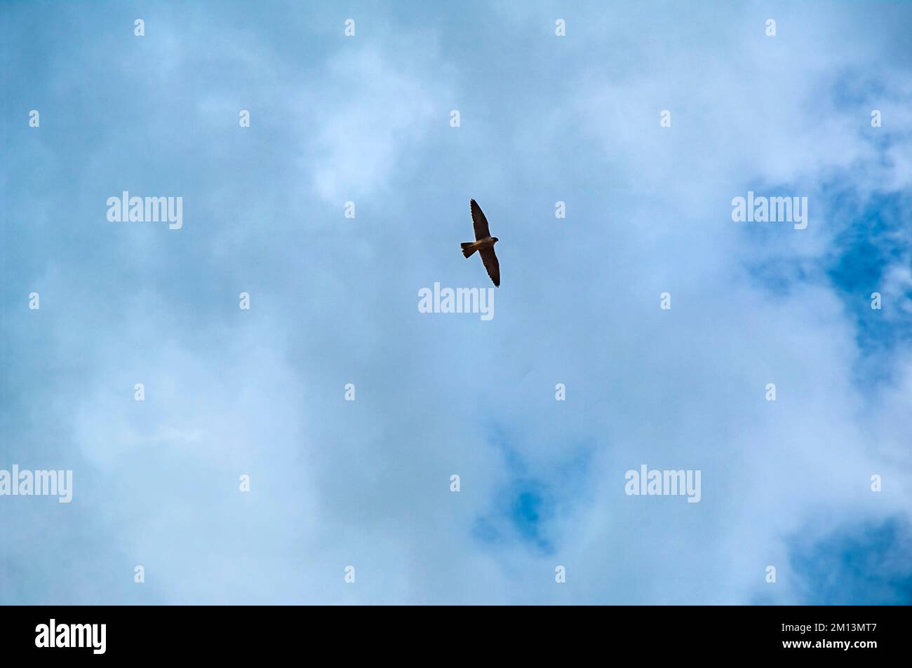 Bird of prey, the Peregrine Falcon, soaring with wings outstretched ...