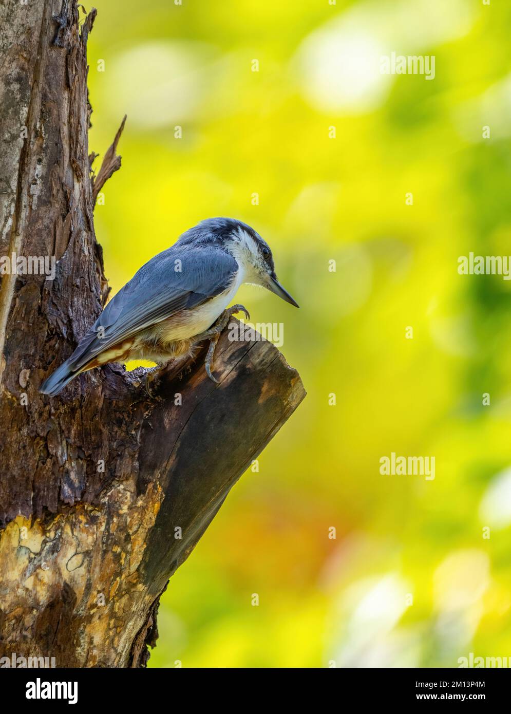 The Eurasian nuthatch bird sits on the branch of an old tree clutching ...