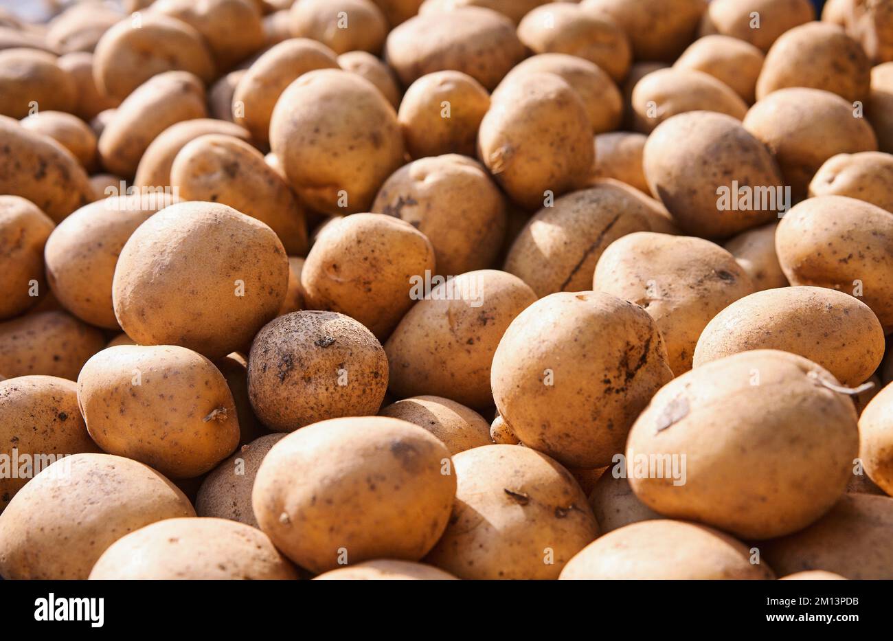 Patatoes lined on a counter of open market Stock Photo - Alamy