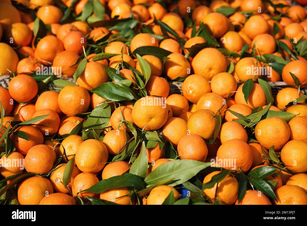 Oranges, mandarins background and texture Stock Photo - Alamy