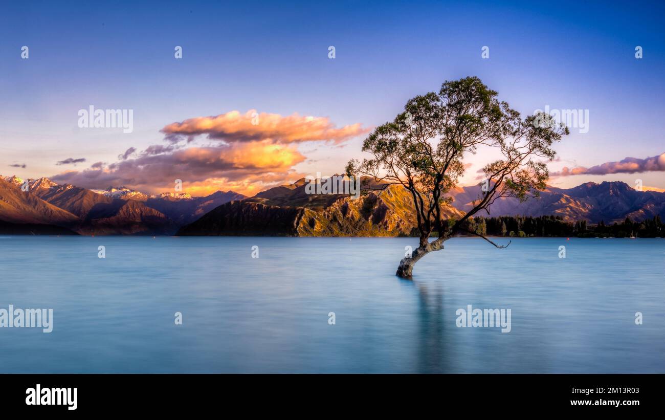 That Wanaka Tree is a willow tree in New Zealand Stock Photo - Alamy