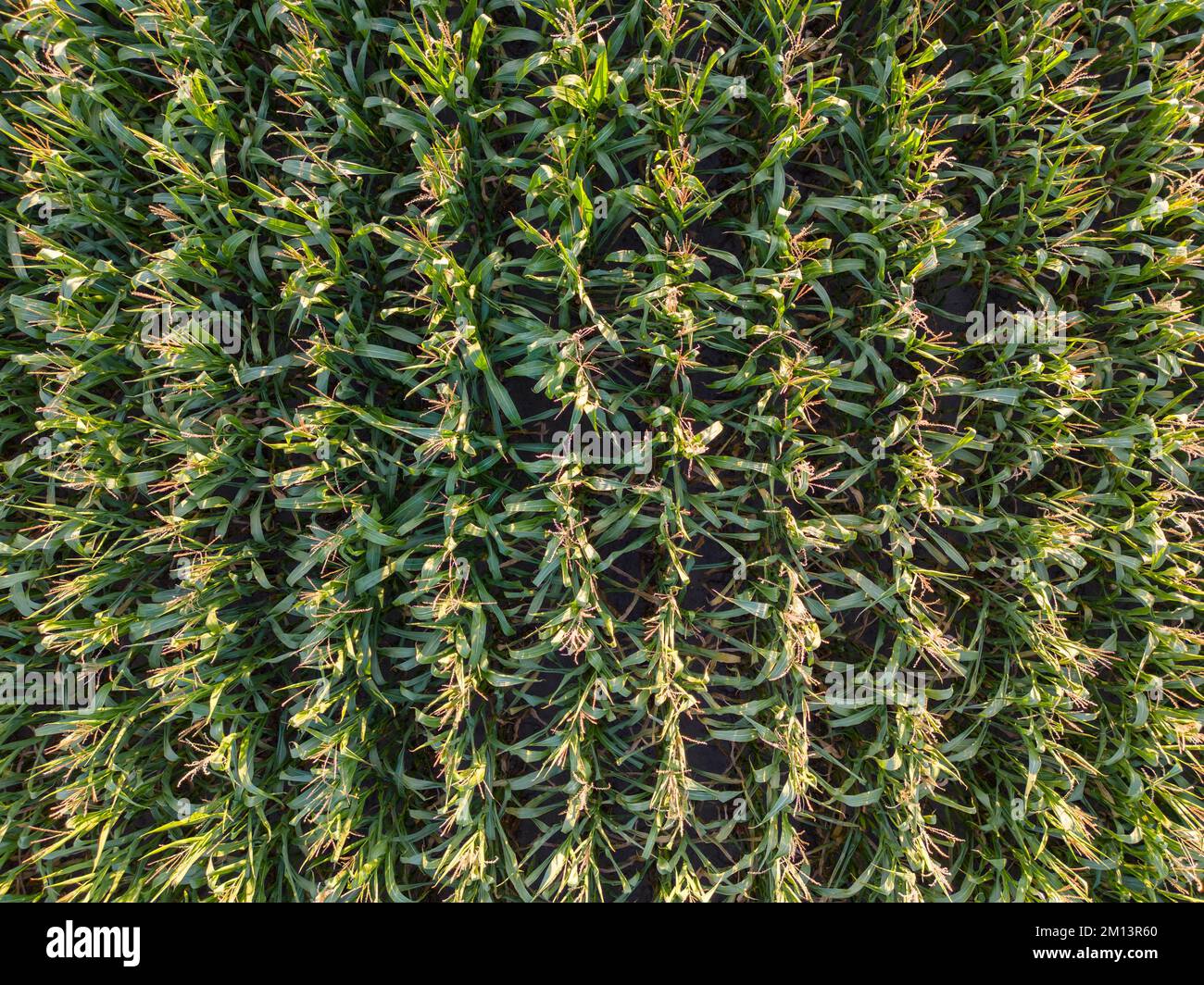 Corn field of green corn stalks and tassels, aerial drone photo above ...