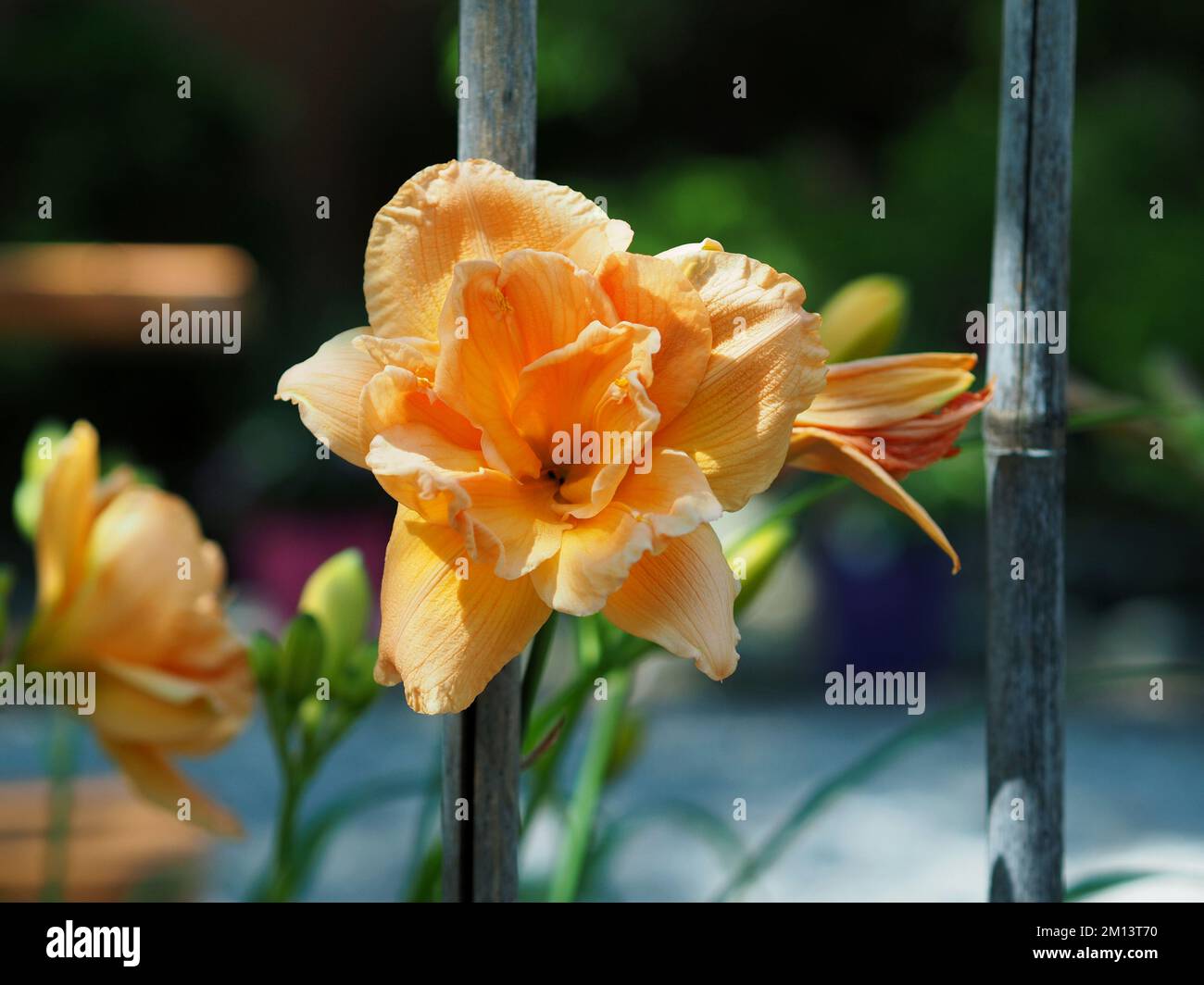 Multi headed daffodil hi-res stock photography and images - Alamy