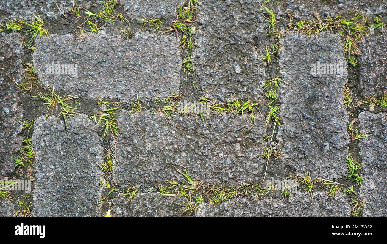 paving block texture with weeds in the gaps in the background Stock ...